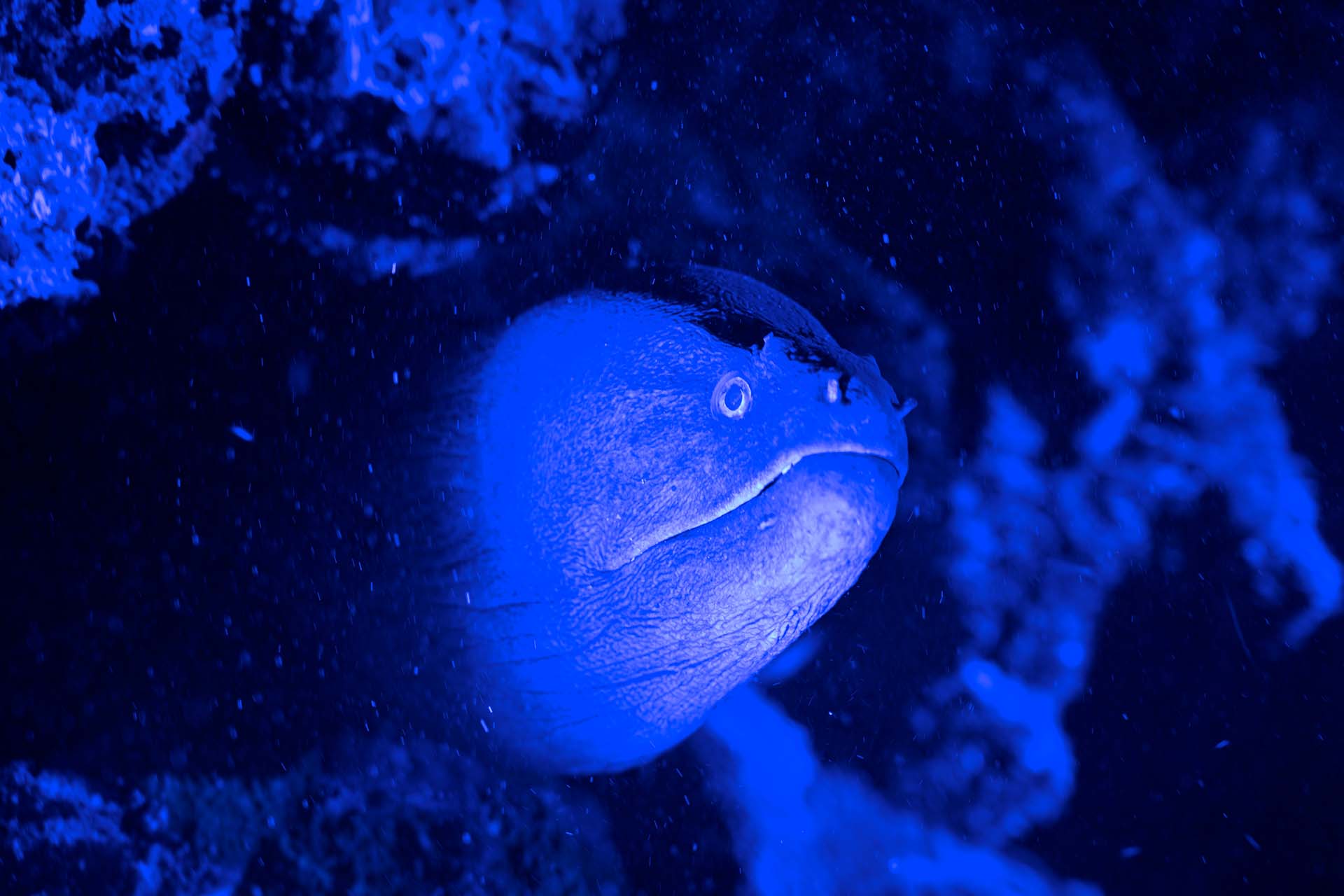 Blue Light Diving Maldives: Explore Fluorescent Wonders | Sun Diving